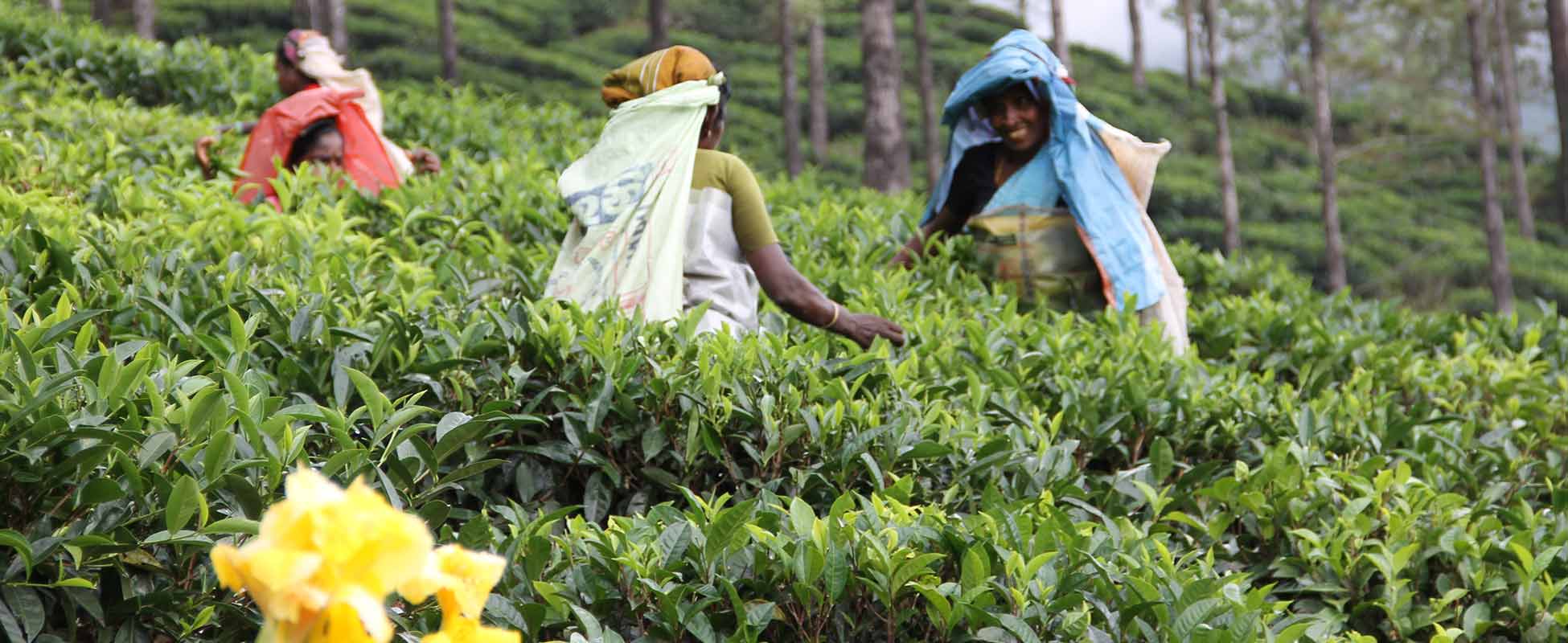 ≈ Sri Lanka | Ceylon Tee ≈